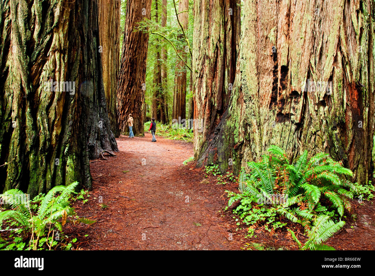 California redwoods spring state parks trees united states of america ...
