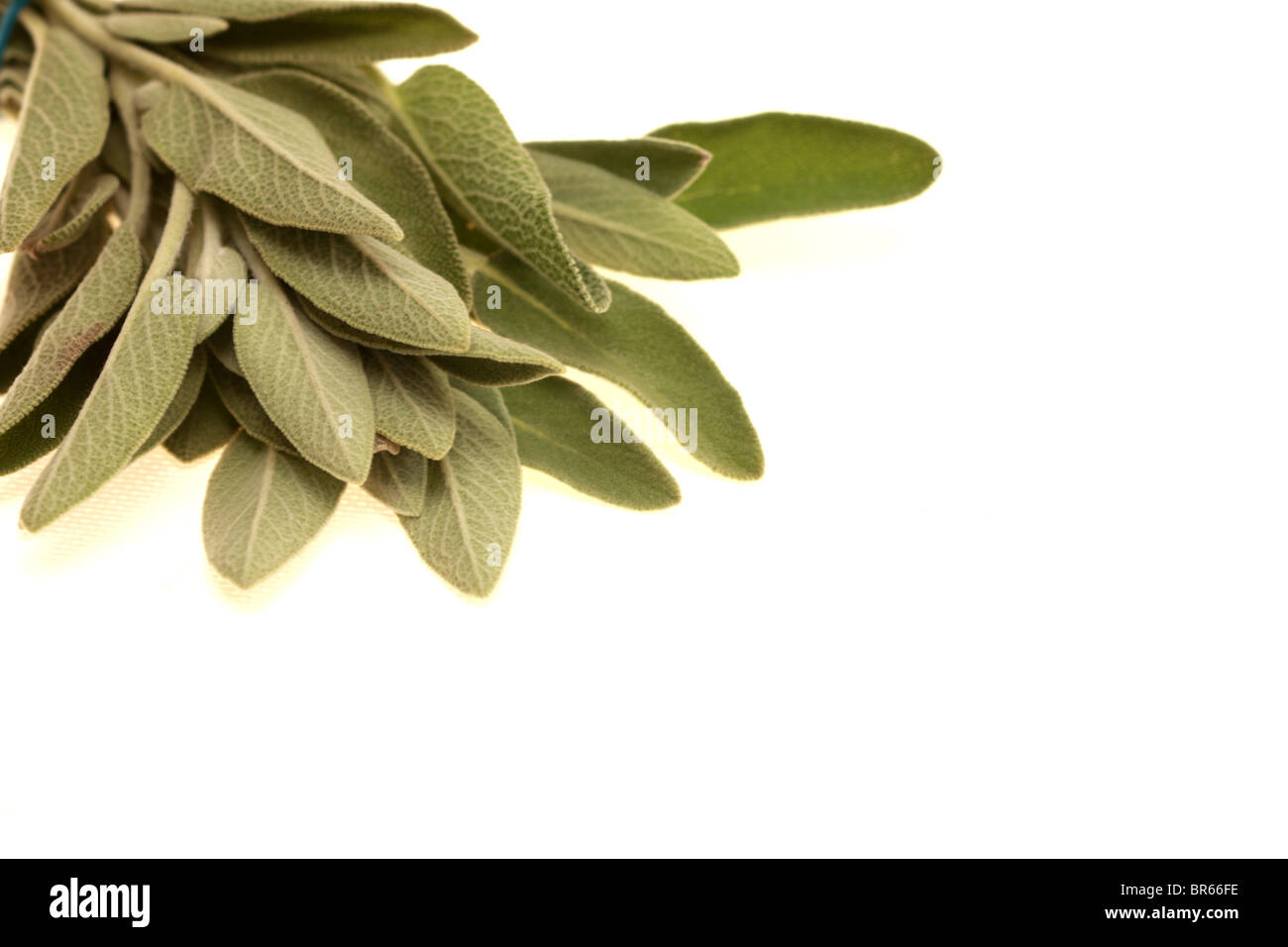 Sprig Fresh Sage Herb High Resolution Stock Photography and Images - Alamy
