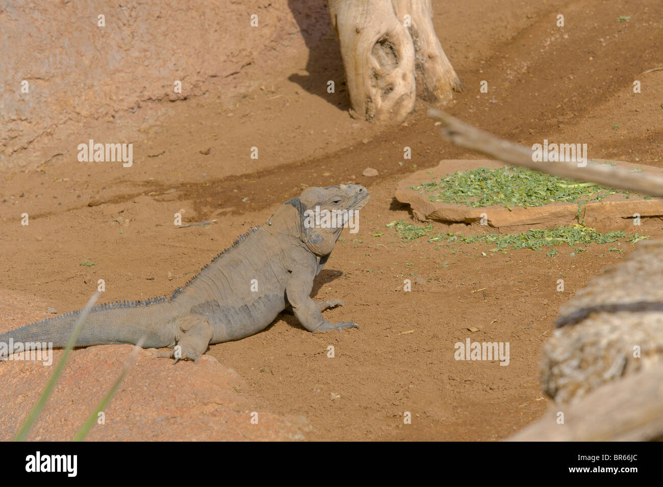 Large lizard hi-res stock photography and images - Alamy