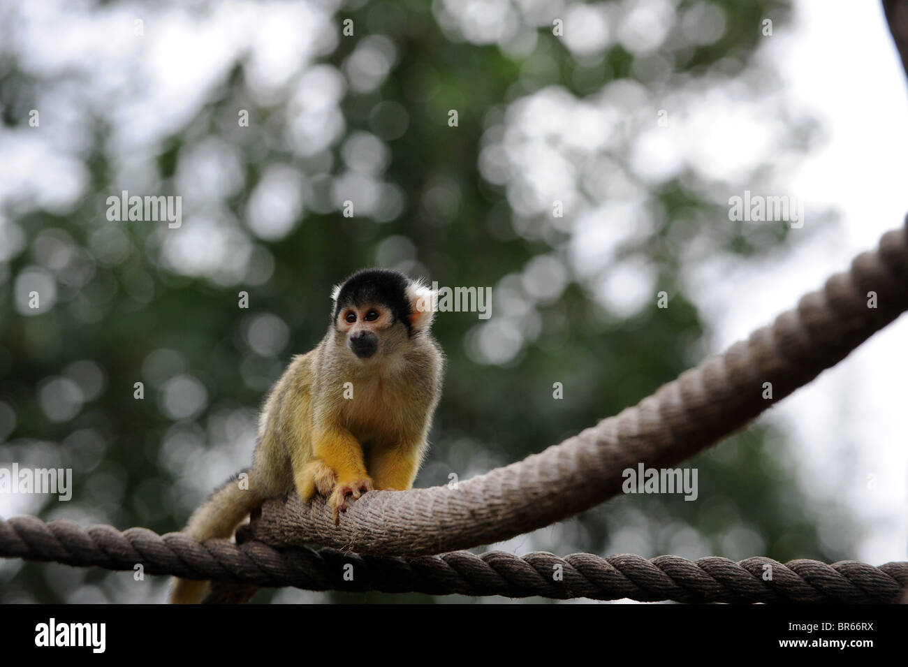 Squirrel monkey at London Zoo Stock Photo - Alamy