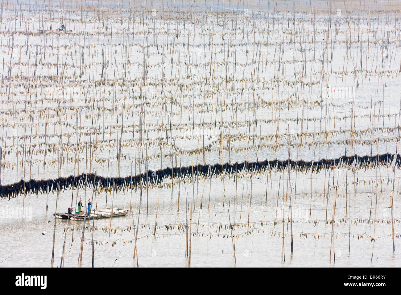 Fishing boat sailing through bamboo sticks for drying seaweed, East ...