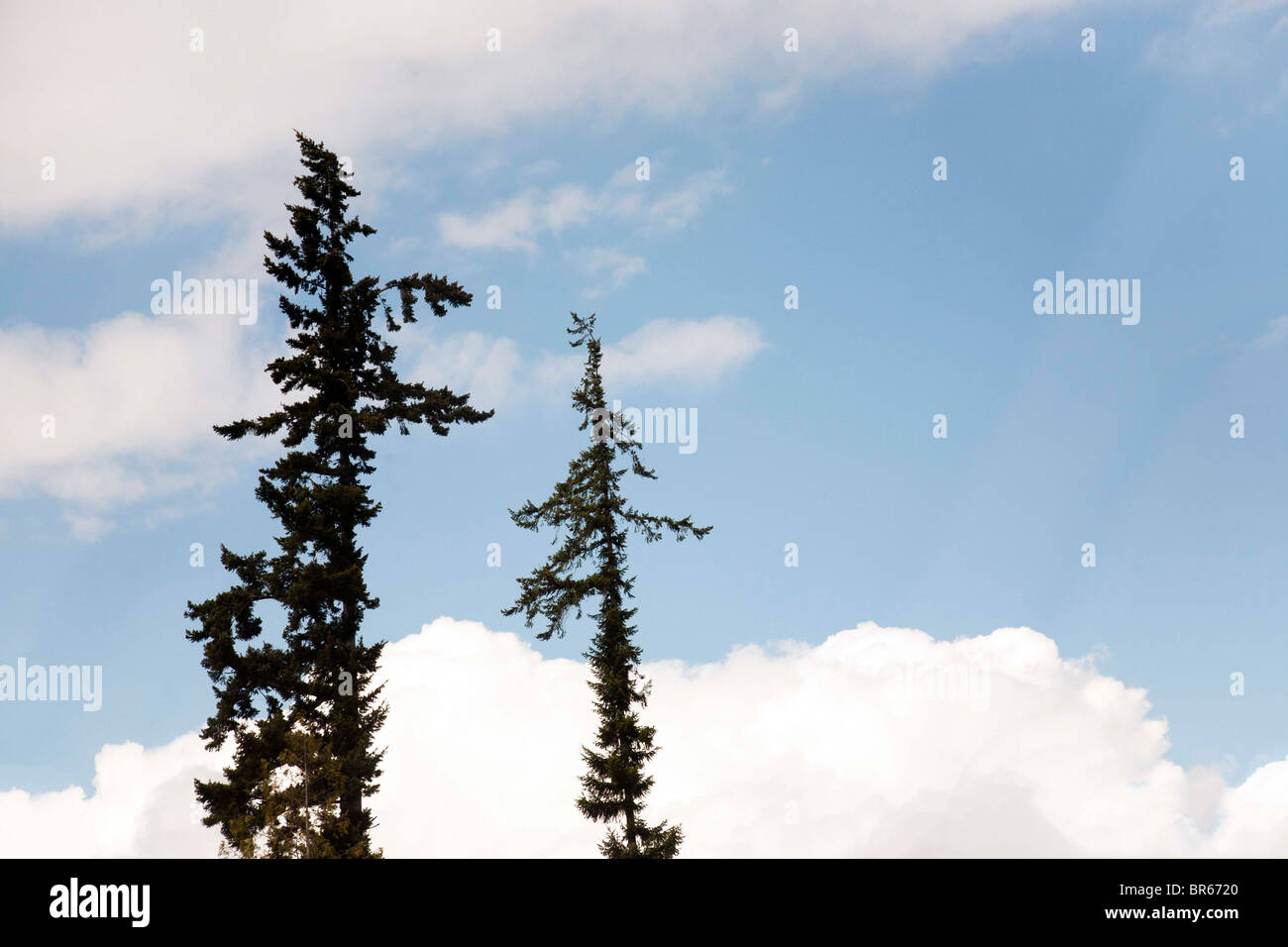 silhouette of tops of tall spruce trees against blue sky with sky over ...