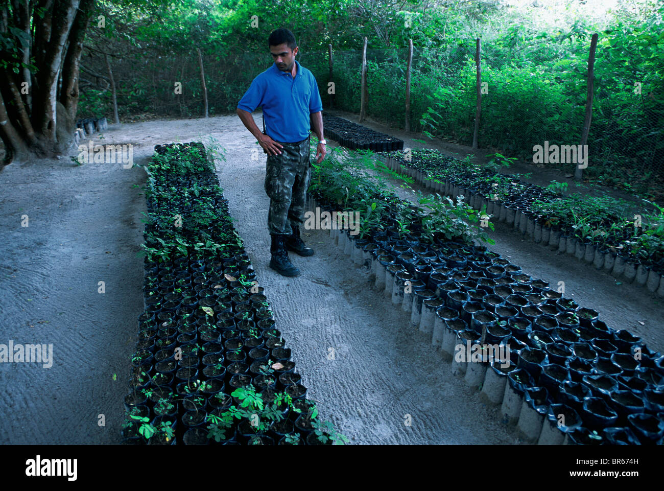 Caatinga Ecosystem Brazil Stock Photo - Alamy
