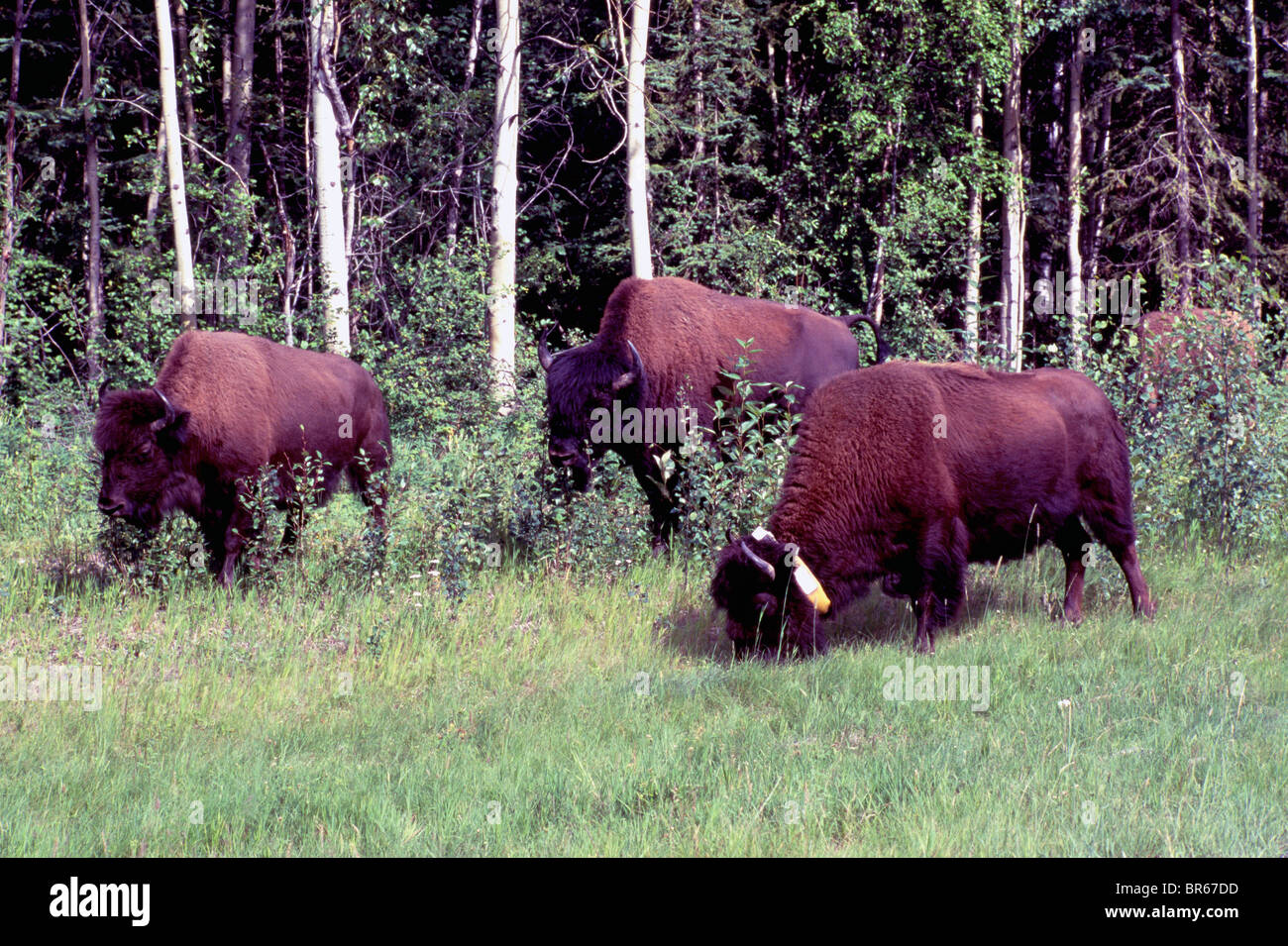 Bison along alaska highway northern hi-res stock photography and images ...