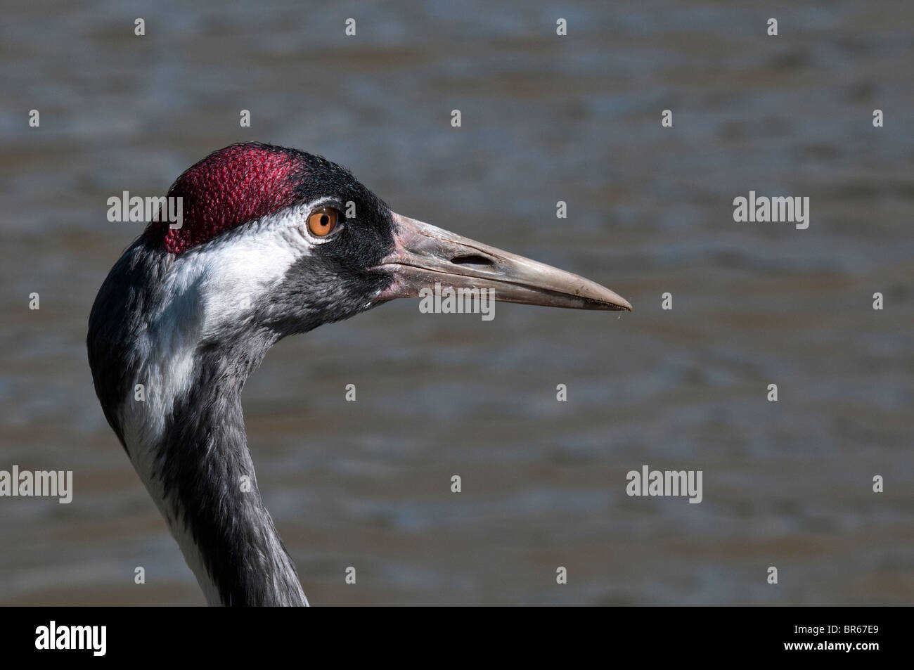 Close up of Crane's head Stock Photo - Alamy