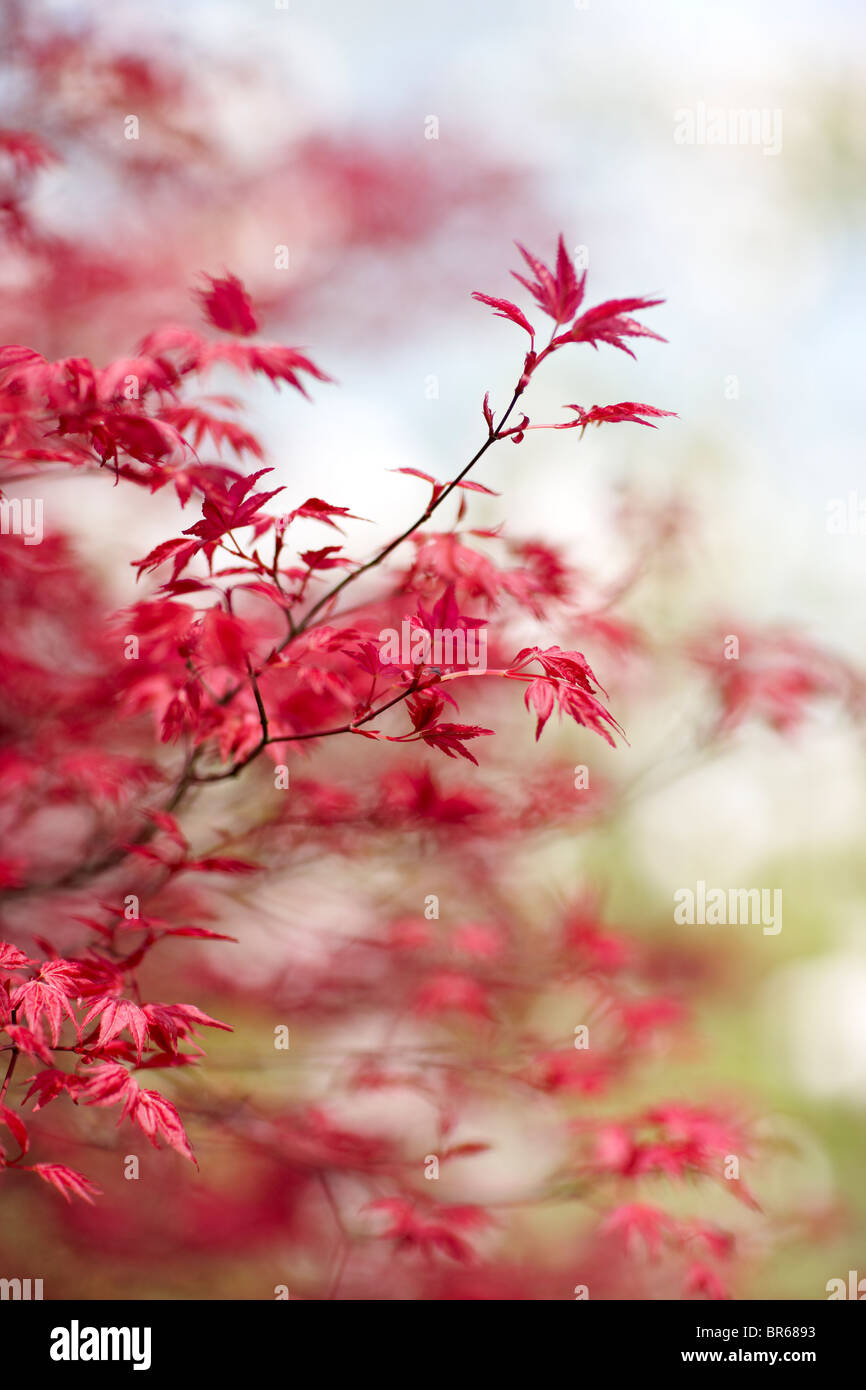 Acer palmatum red garden hi-res stock photography and images - Alamy