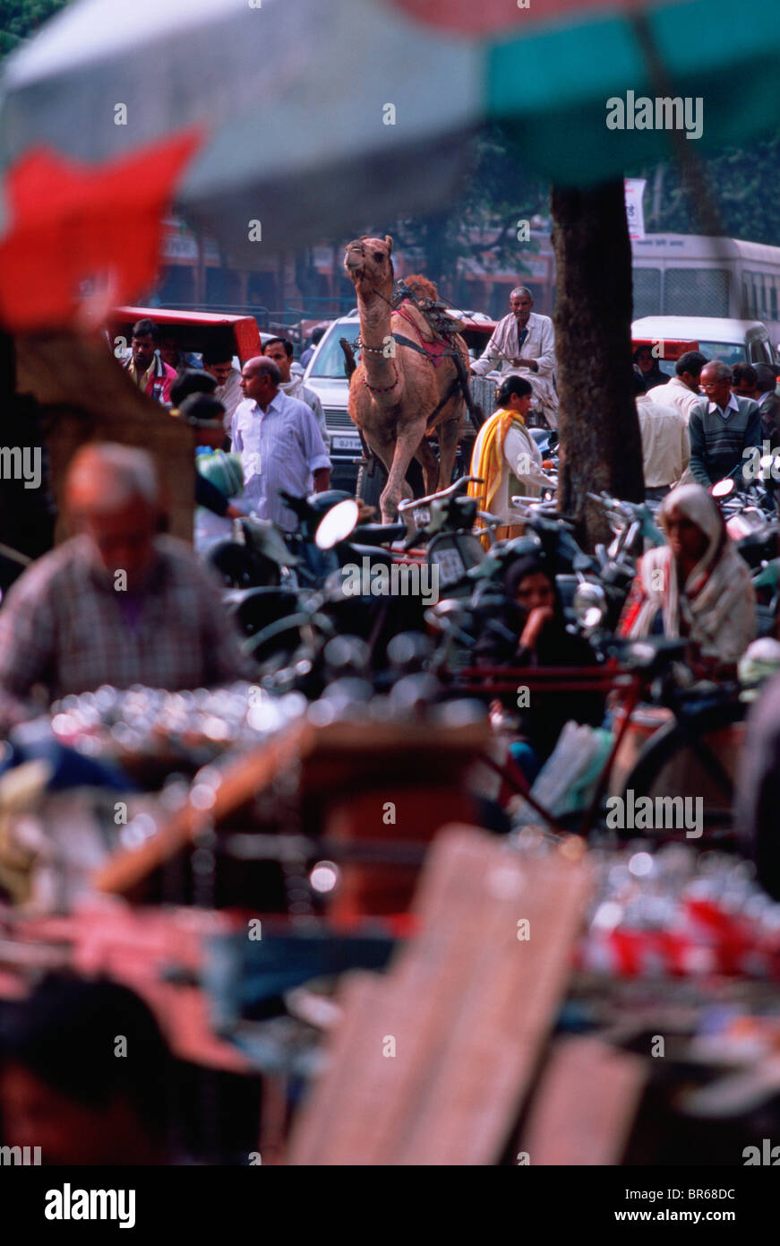 A camel pulling a cart through through the congested streets of Jaipur ...