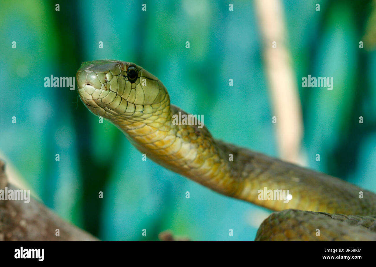 Eastern Green Mamba (Dendroaspis angusticeps), Uganda Stock Photo - Alamy