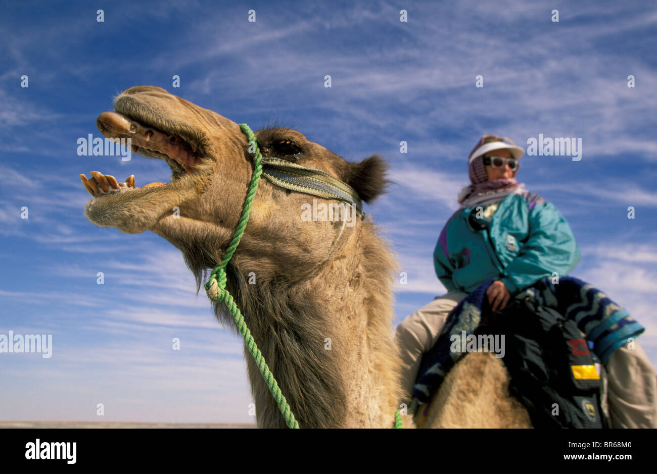 Belowing camel carries traveler on camel trek Egyptian Western Desert ...