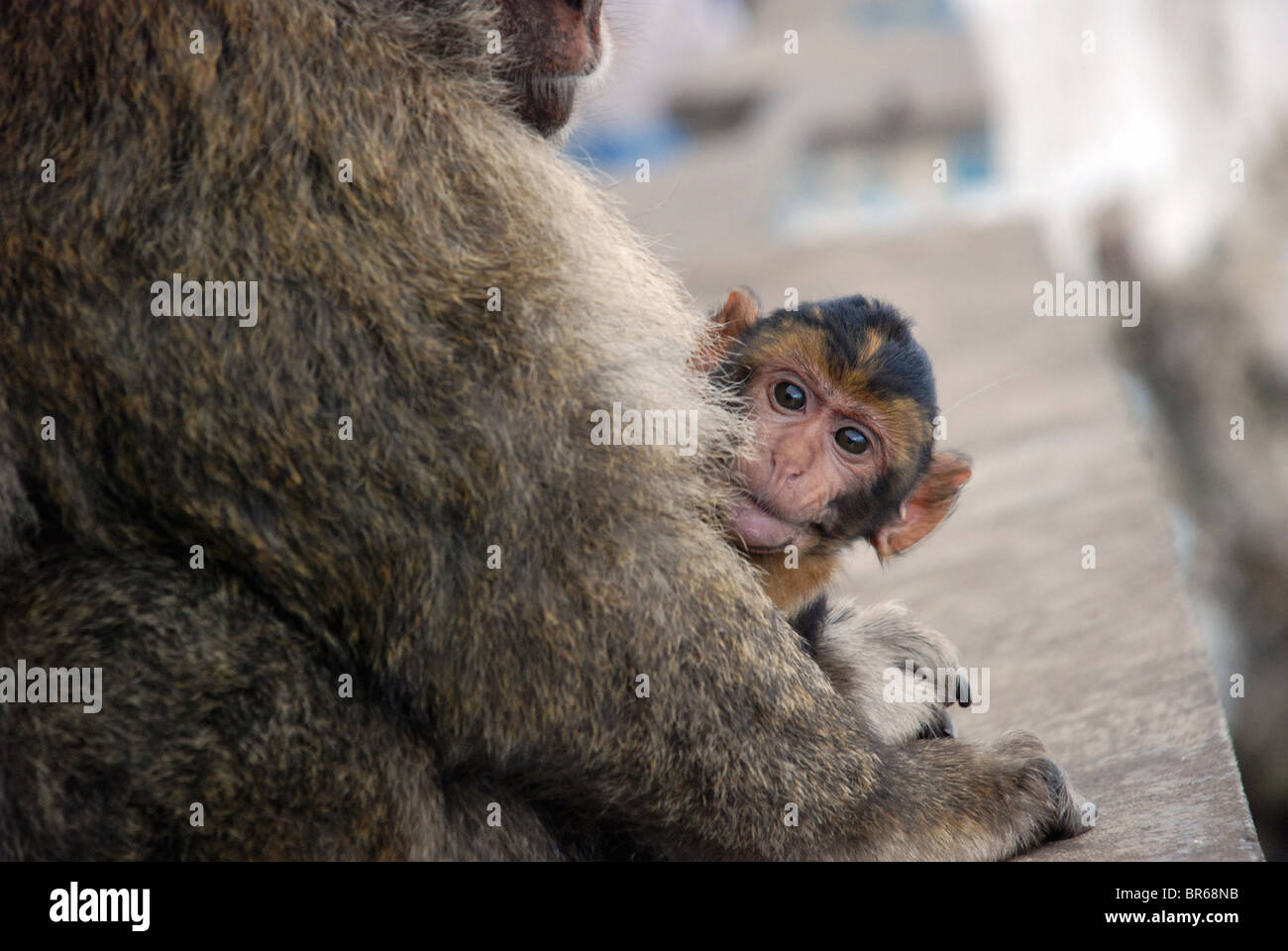 Baby barbary ape gibraltar hi-res stock photography and images - Alamy