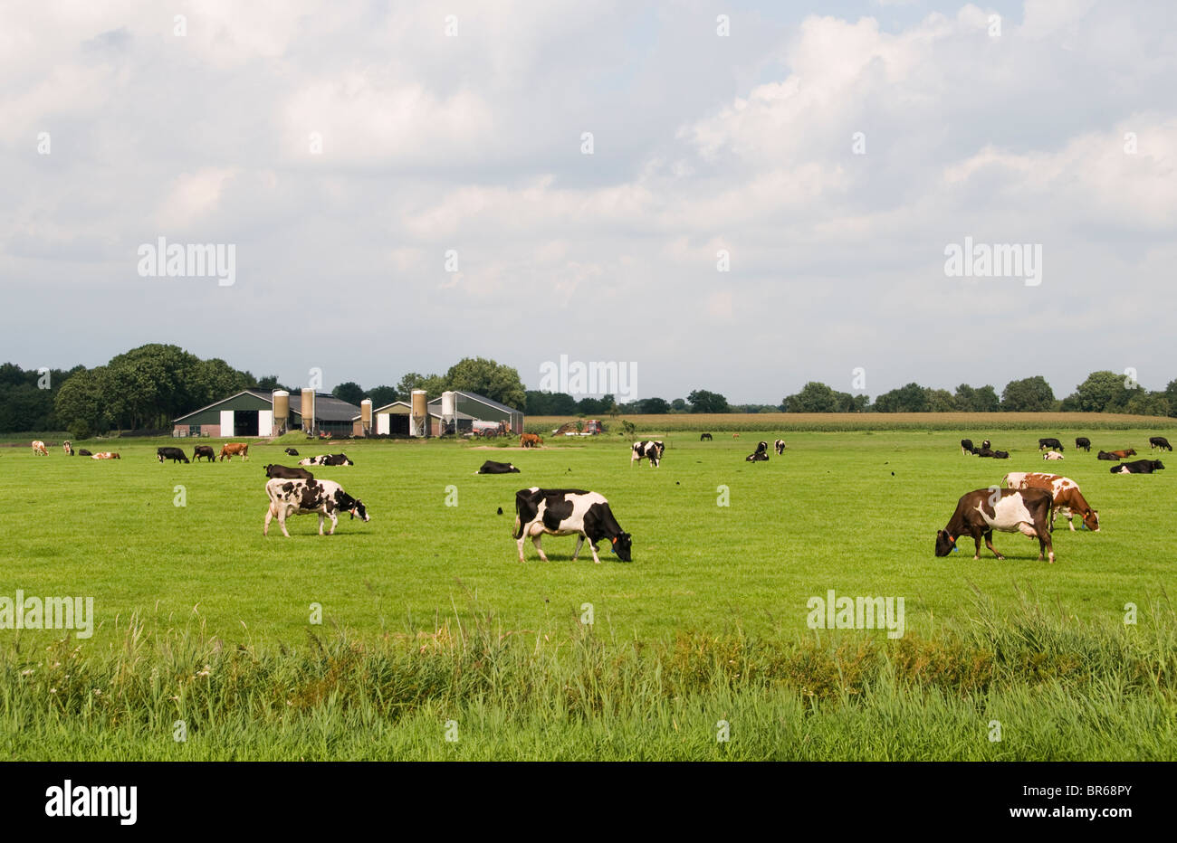 Friesland Netherlands Modern Farm farming cow cows Stock Photo - Alamy