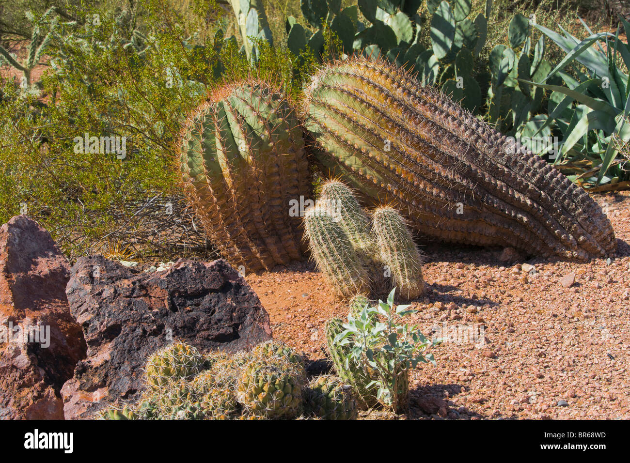 Cactus Plants In Desert at Zane Wylde blog