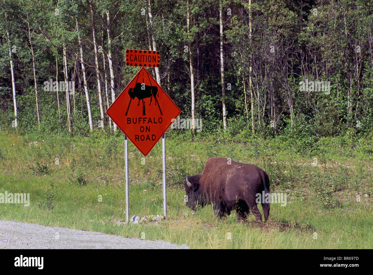 Buffalo (Bison bison) grazing along Alaska Highway, Northern BC ...