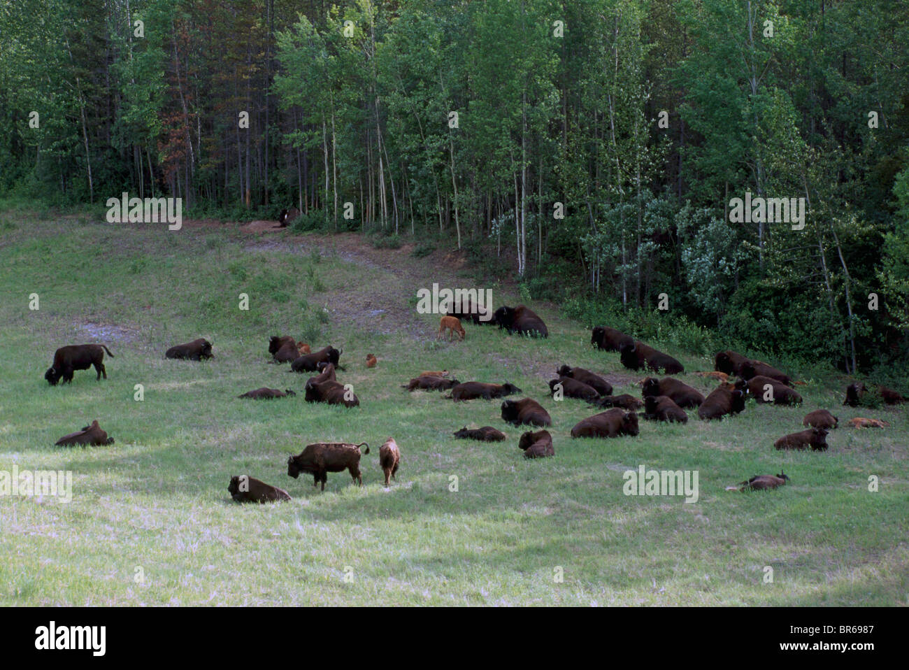 Buffalo (Bison bison) Herd grazing along Alaska Highway, Northern BC ...