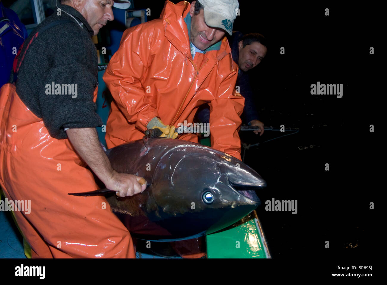 Fishermen hauling a tuna aboard that is caught with hooks attached to ...