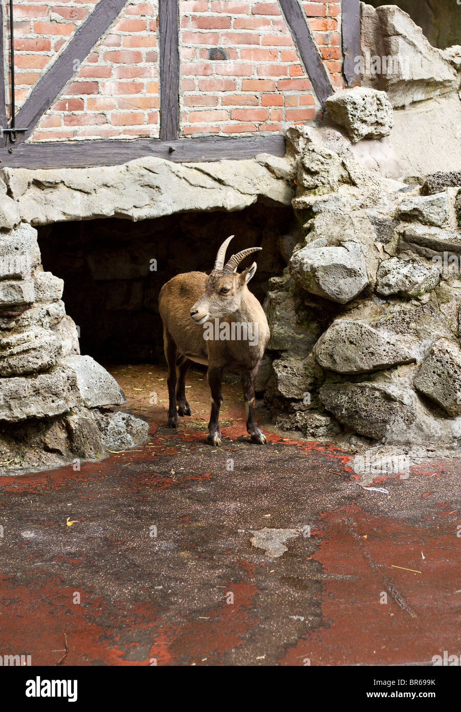 Ibex in zoo hi-res stock photography and images - Alamy