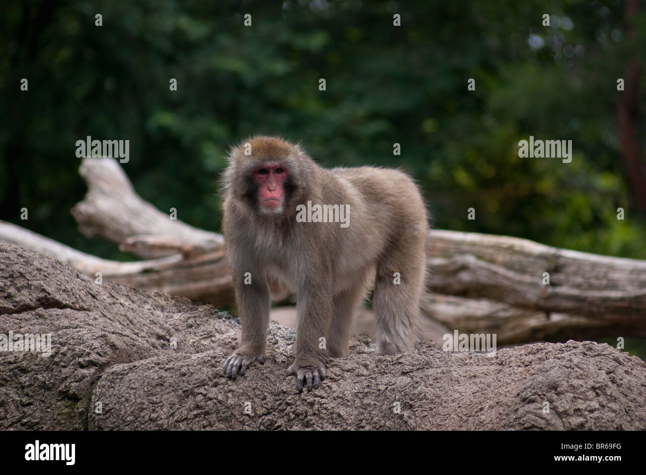 Japanese Macaque (Macaca fuscata Stock Photo - Alamy