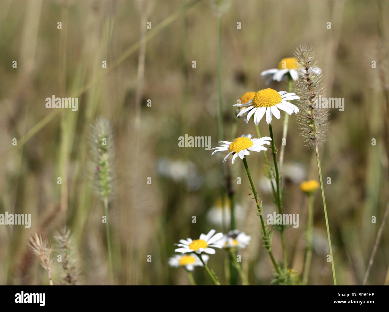 Sfondo margherita hi-res stock photography and images - Alamy