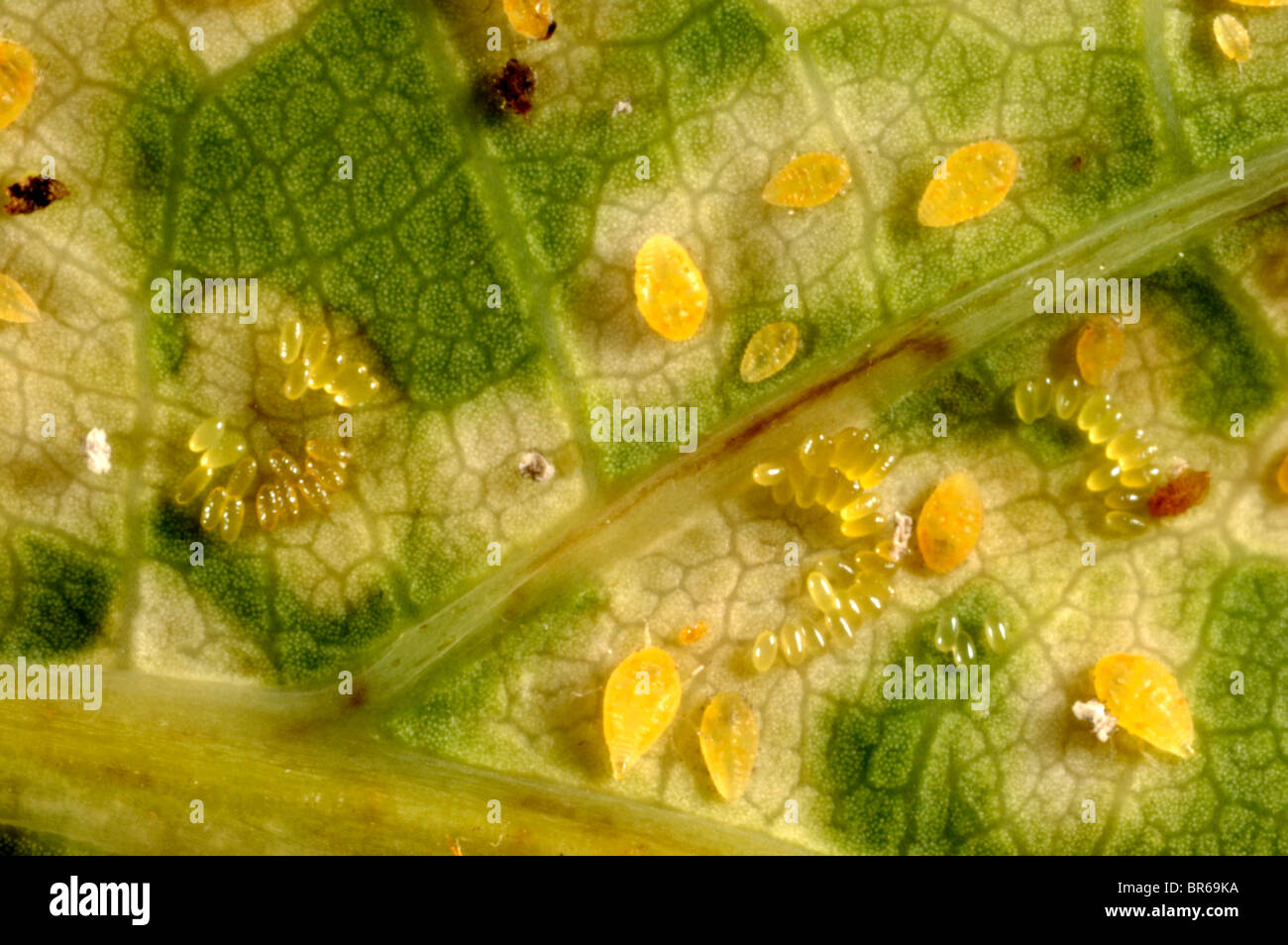 Oak Leaf Phylloxera Phylloxera Glabra High Resolution Stock Photography ...