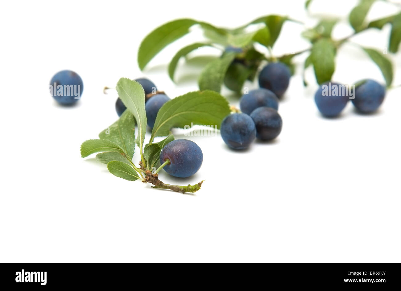 Prunus spinosa (blackthorn; sloe) scattered berries isolated on white ...