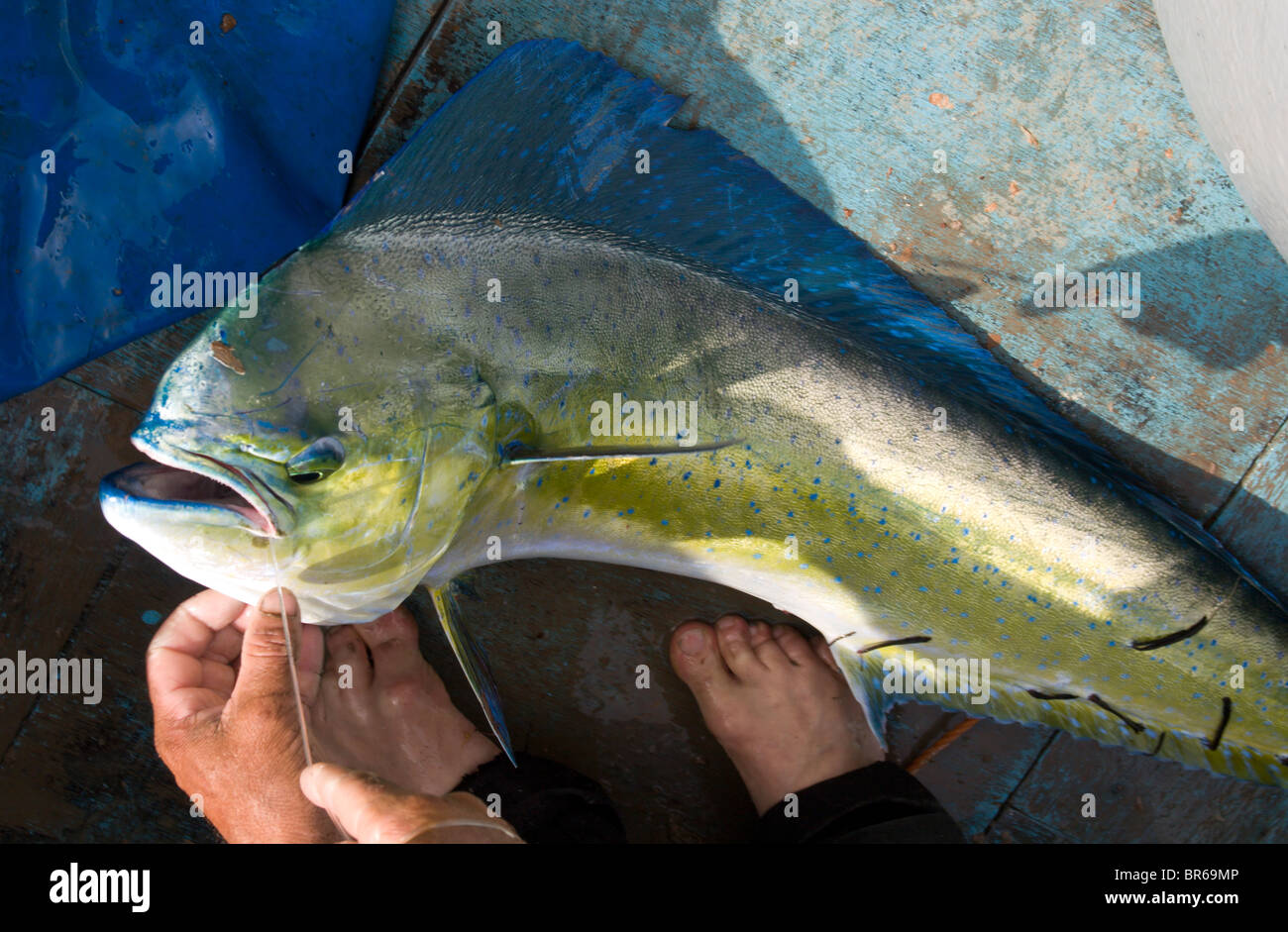Dolphin Fishing Line High Resolution Stock Photography and Images - Alamy