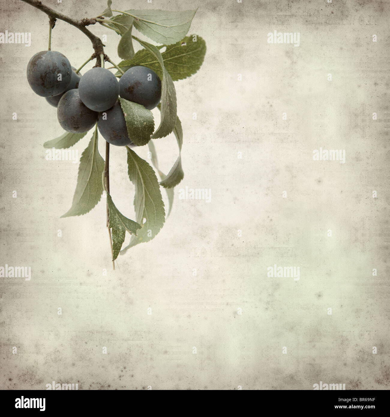textured old paper background with Prunus spinosa (blackthorn; sloe ...