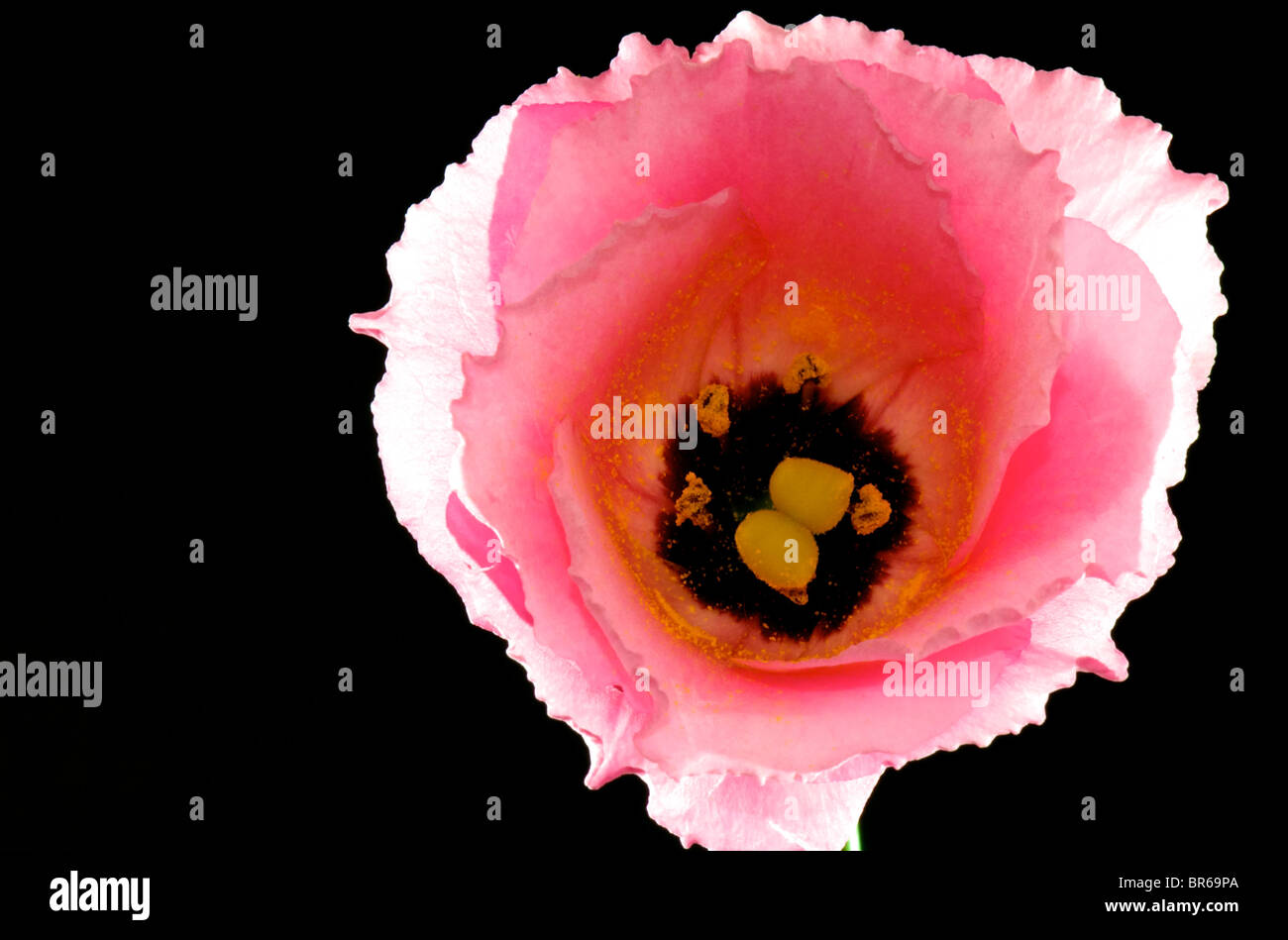 Backlit flower rose hi-res stock photography and images - Alamy