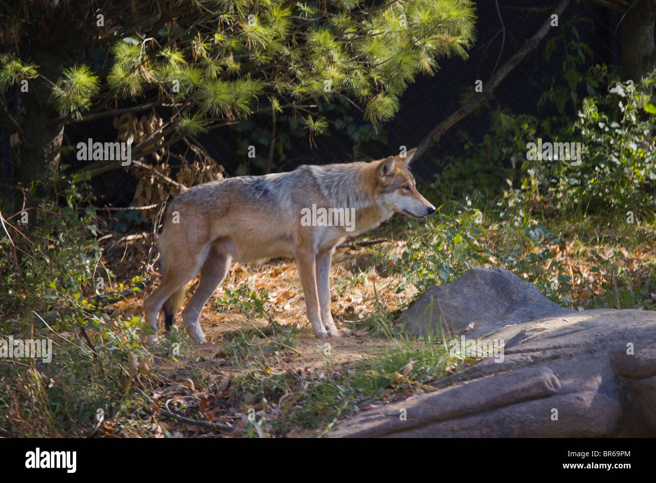 Mexican Grey Wolf (Canis lupus baileyi Stock Photo - Alamy