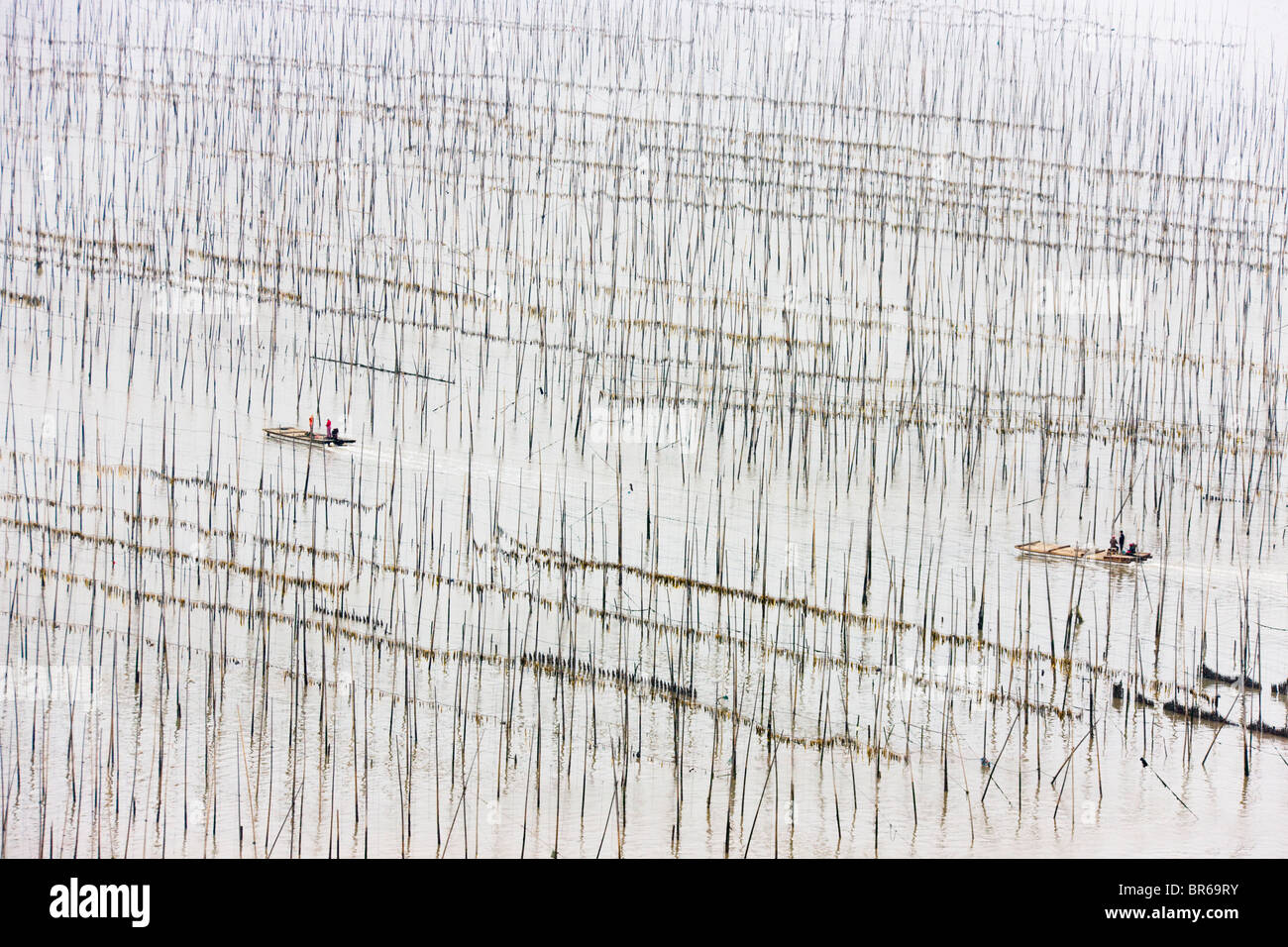 Fishing boat sailing through bamboo sticks for drying seaweed, East ...