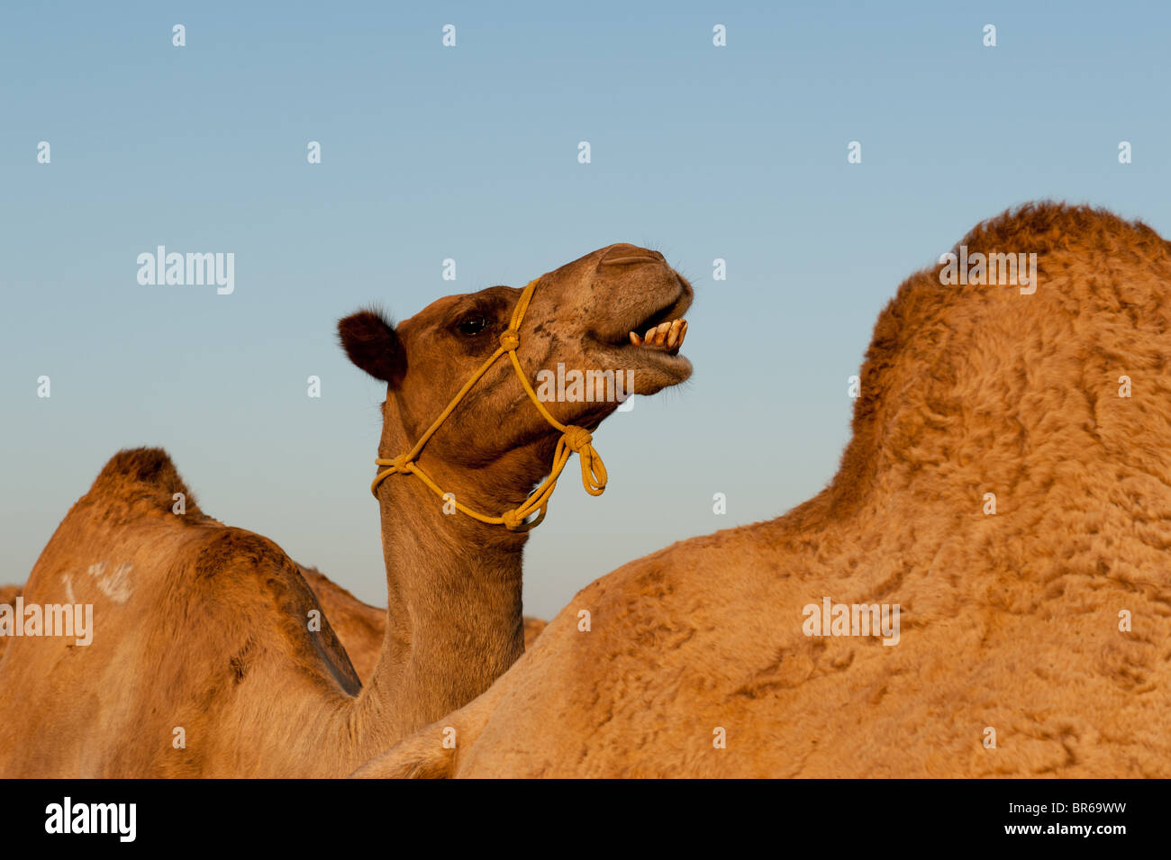 Camel desert blue sky hi-res stock photography and images - Alamy