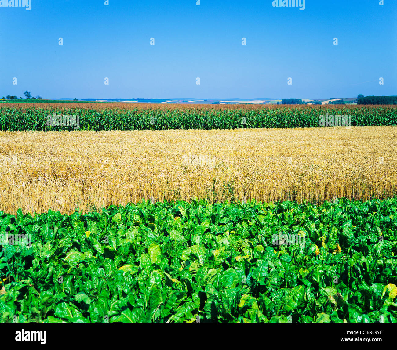 SUGAR BEET WHEAT & MAIZE FIELDS ALSACE FRANCE Stock Photo - Alamy