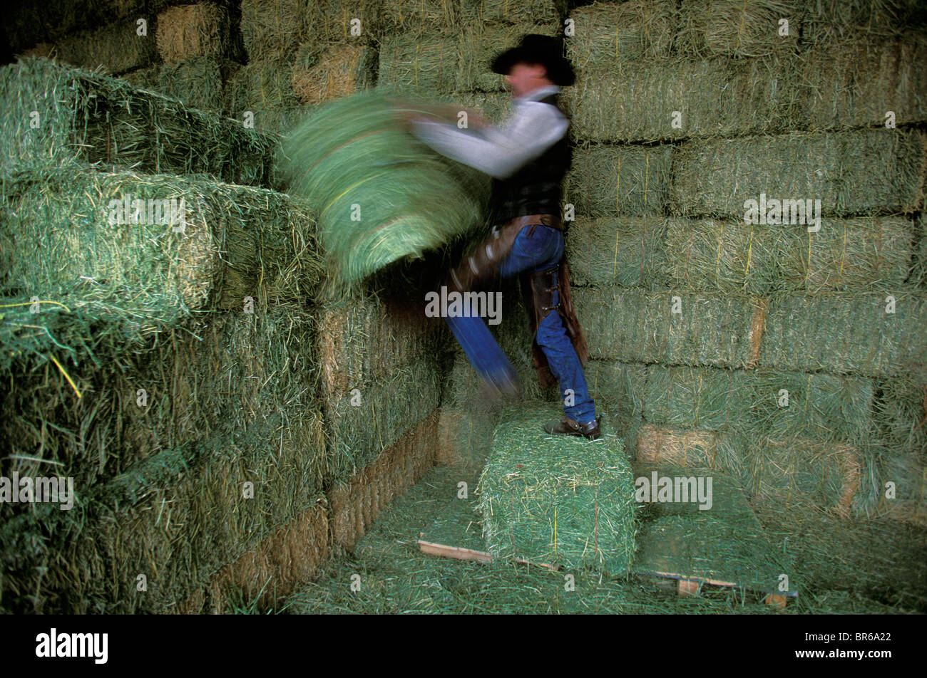 A cowboy stacking hay in a barn Stock Photo - Alamy