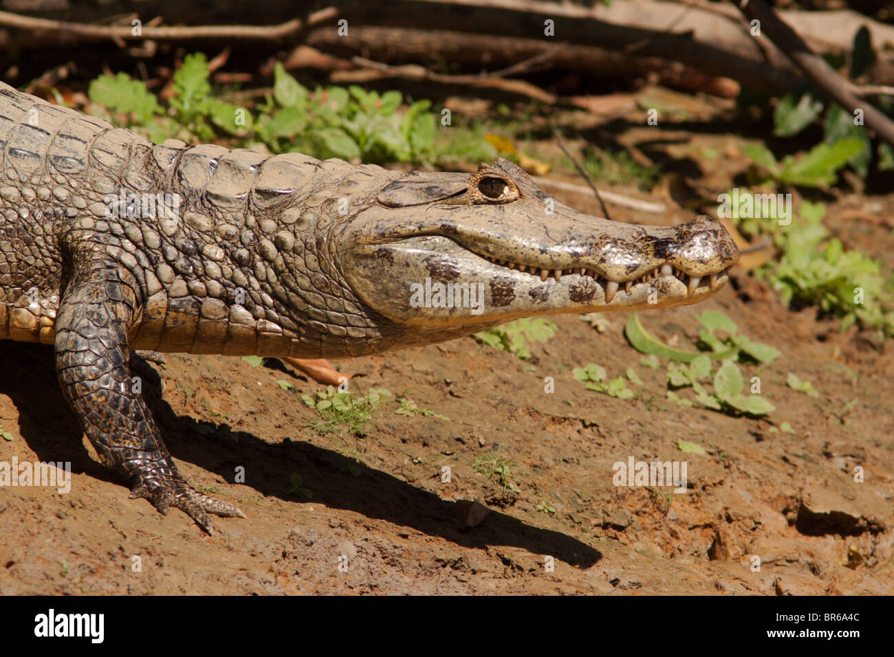 Reptiles of bolivia hi-res stock photography and images - Alamy