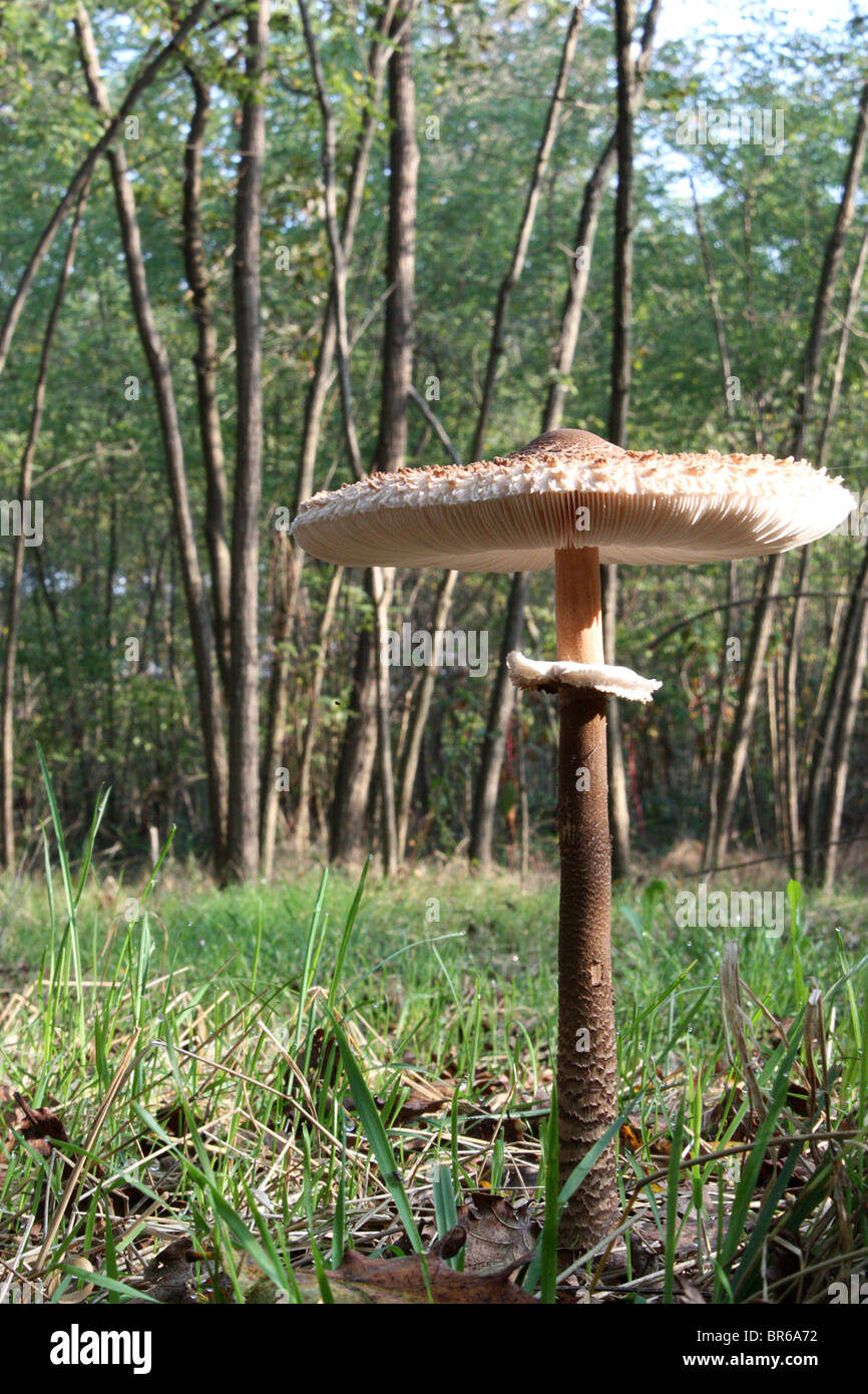 Fungo mushroom hi-res stock photography and images - Alamy