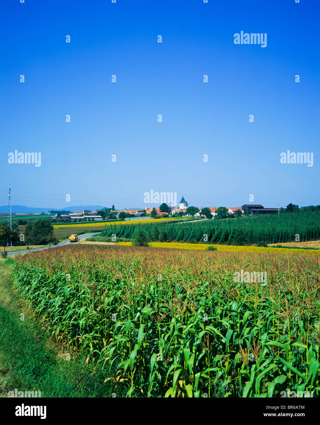 MAIZE & HOP FIELDS ALSACE FRANCE Stock Photo - Alamy
