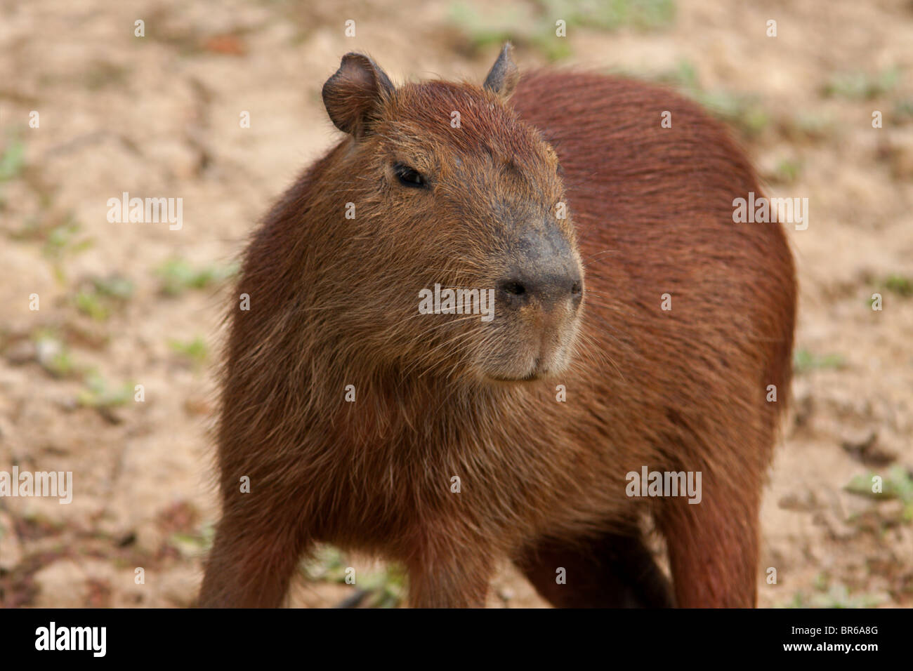 Capybara also capibara hi-res stock photography and images - Alamy