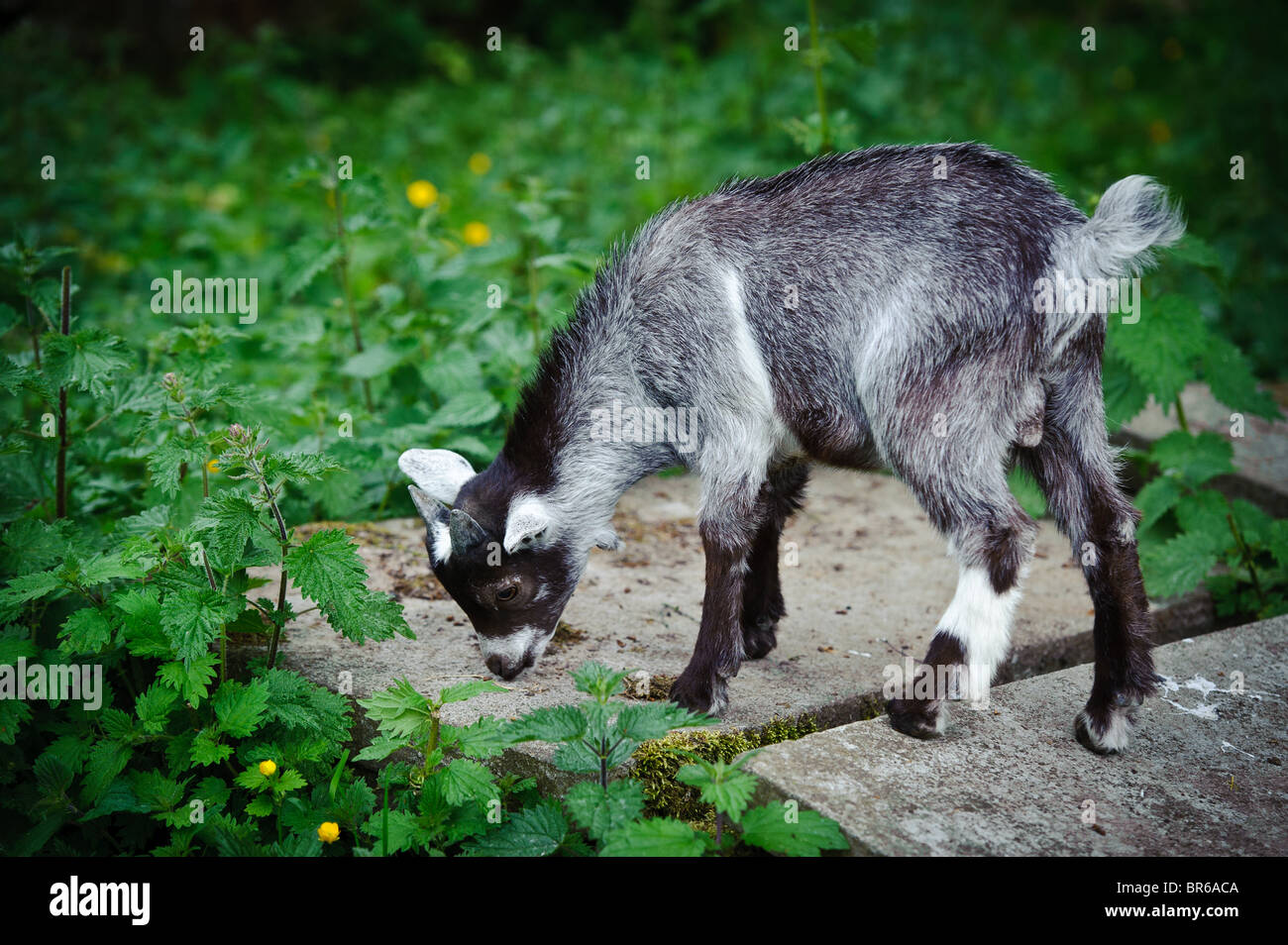 2 month old pygmy goat at play Stock Photo - Alamy