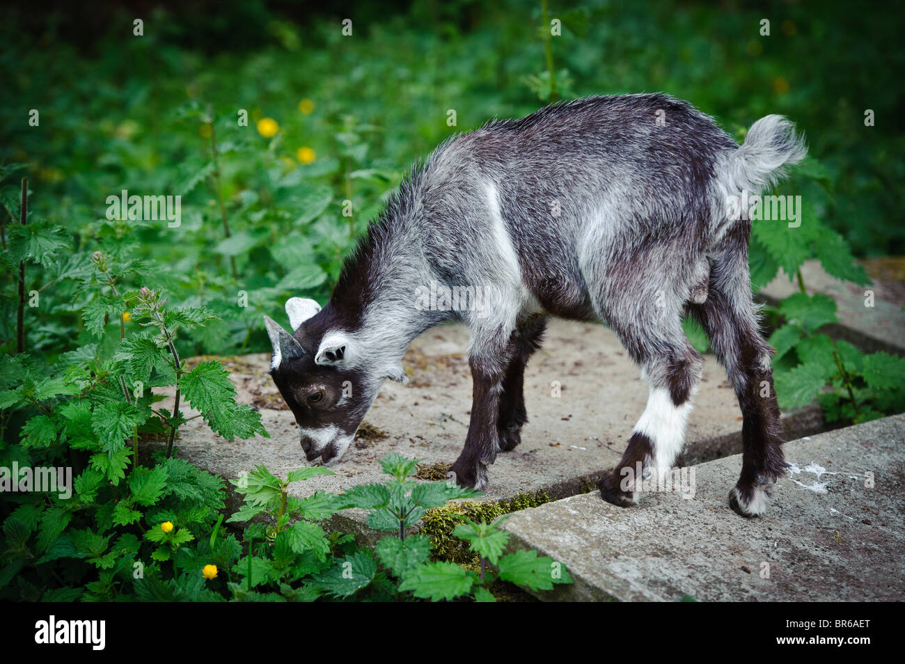 West african dwarf goat hi-res stock photography and images - Alamy