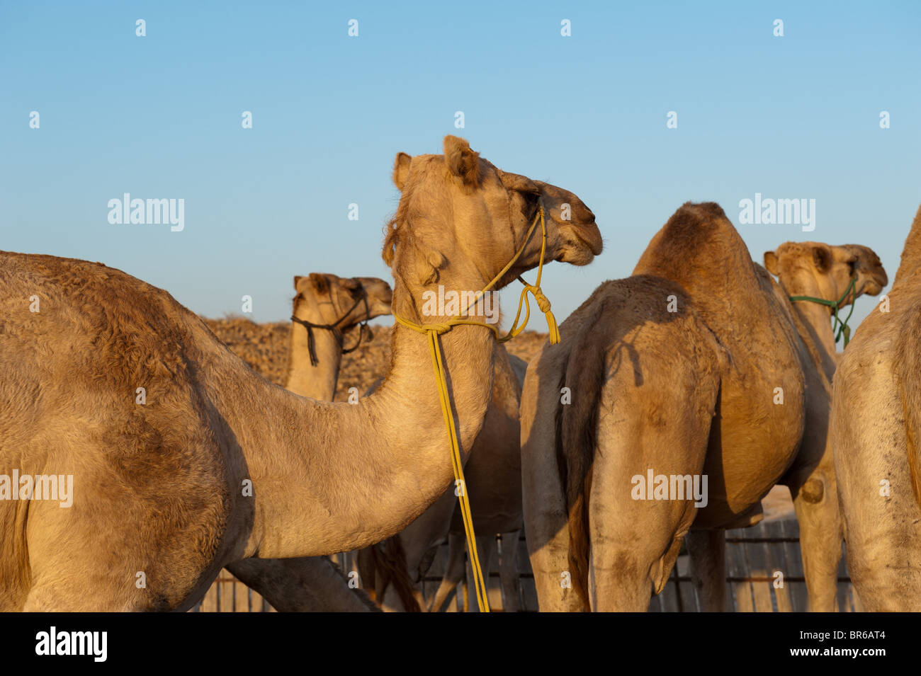 Camels at sunset Stock Photo - Alamy