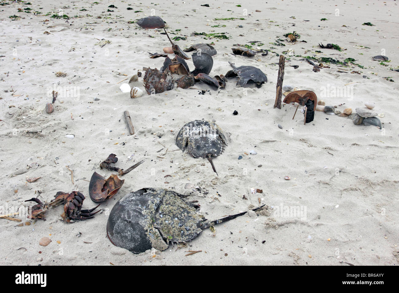 Crab shells on the beach Long Island NY Stock Photo - Alamy