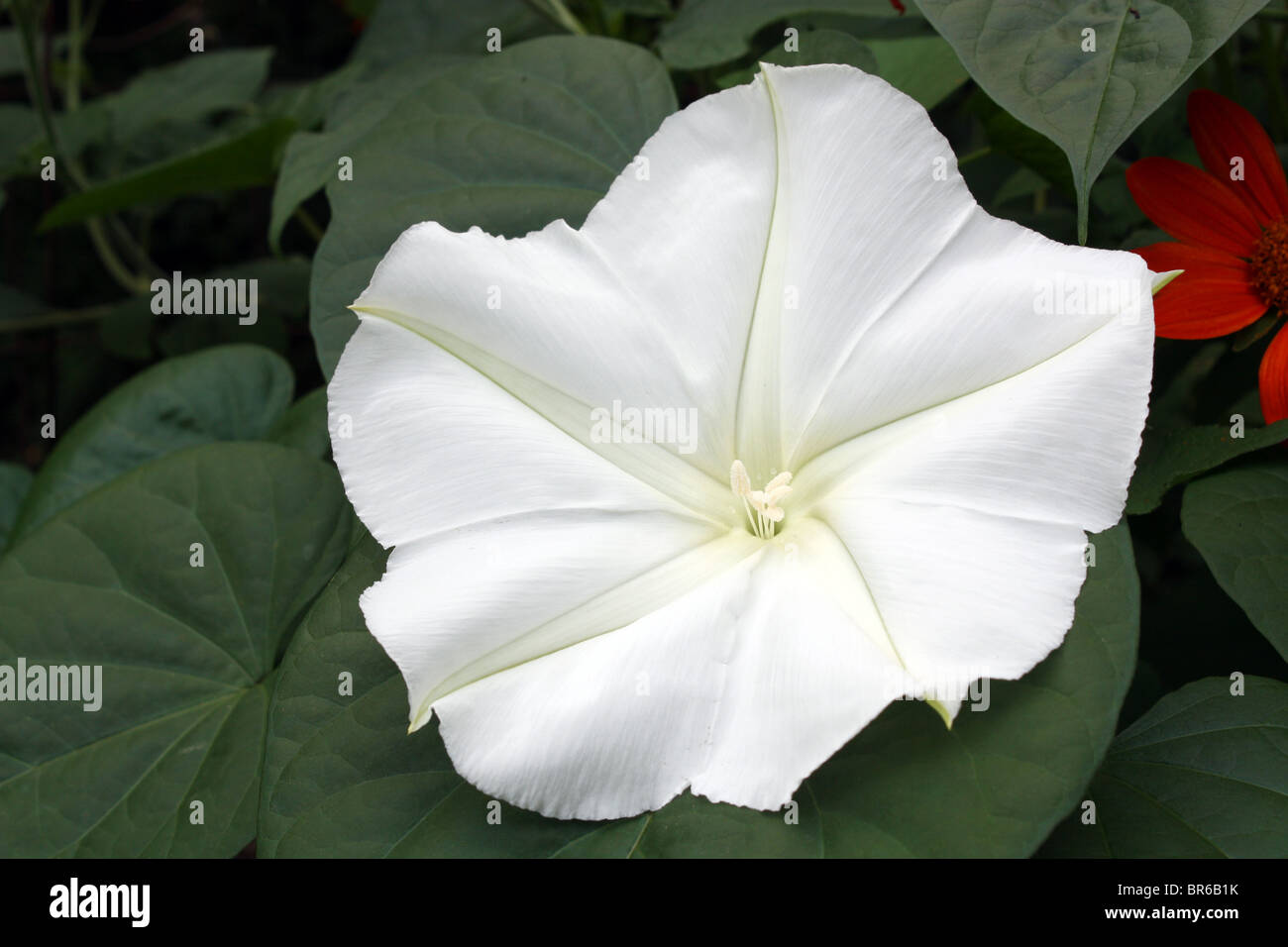 Moonflower hi-res stock photography and images - Alamy