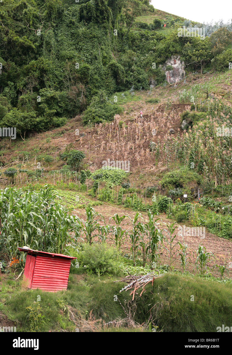 Rural farmland on the side of a hill at Chiriqui province highlands ...