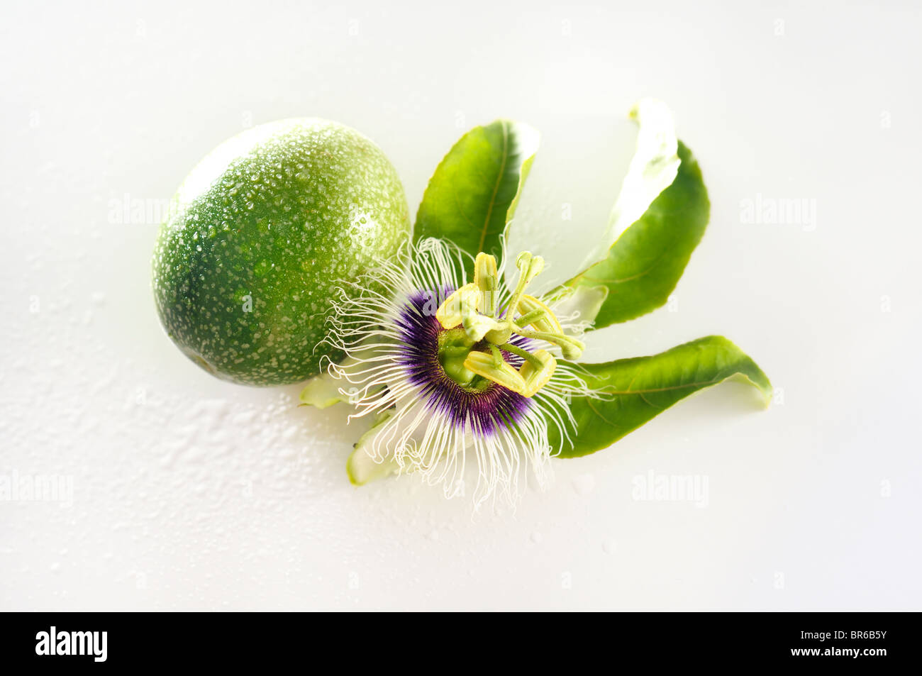 Passion flower (passiflora incarnata) and maracuja fruit isolated over ...