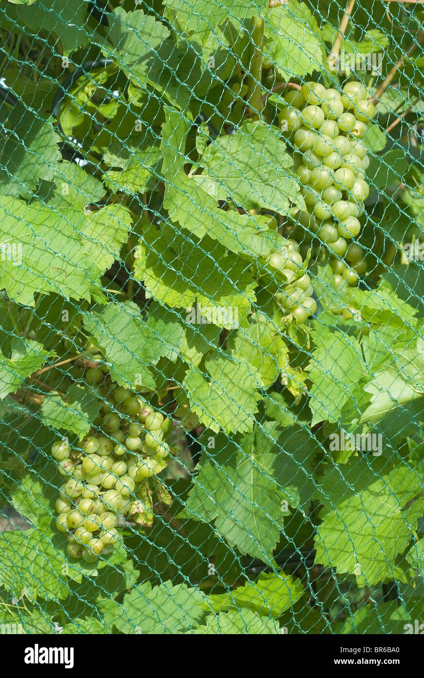 Grapes in a Vineyard with Protective Covering Stock Photo - Alamy