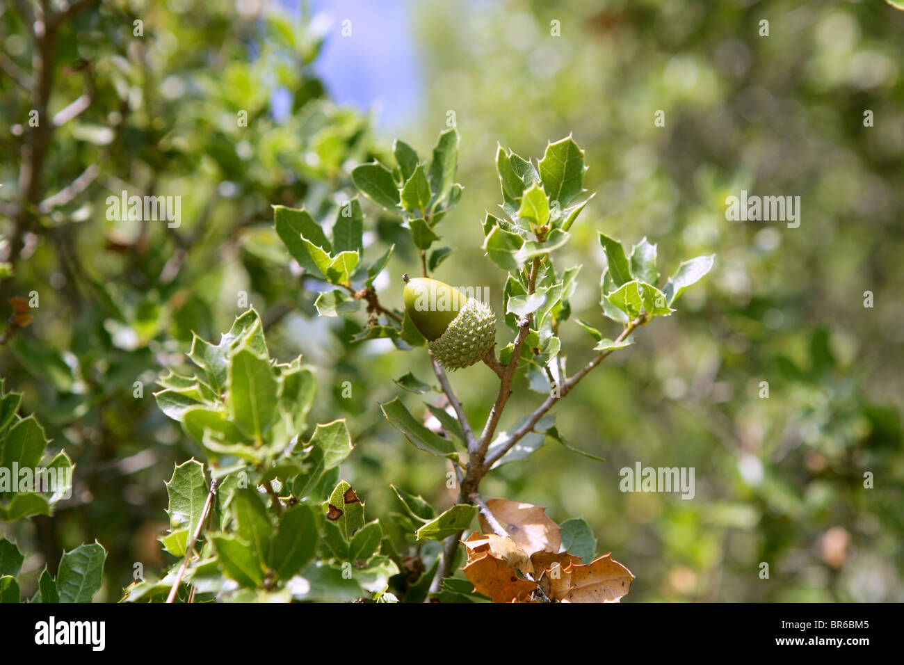 Acorn green fruits on the oak tree in the forest, wild life Stock Photo ...