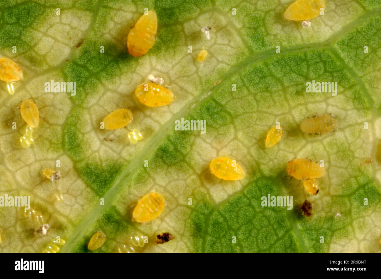 Oak leaf phylloxera (Phylloxera glabra) females, eggs and damage to oak ...