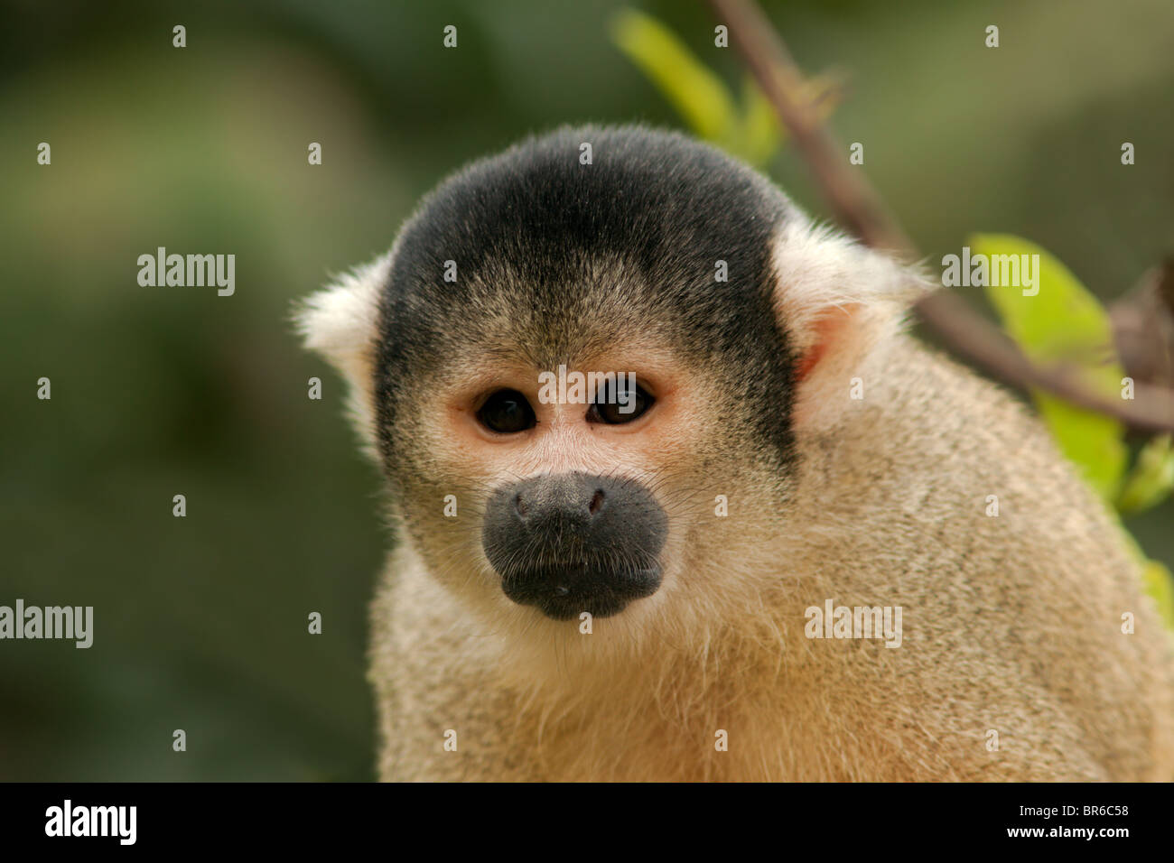 Yellow monkeys hi-res stock photography and images - Alamy