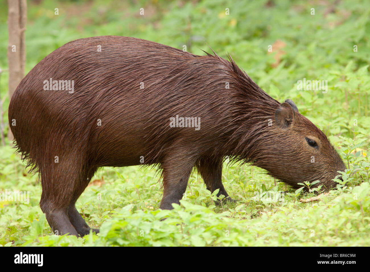 Capybara eating hi-res stock photography and images - Alamy
