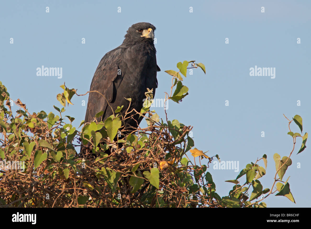 Great black hawk hi-res stock photography and images - Alamy