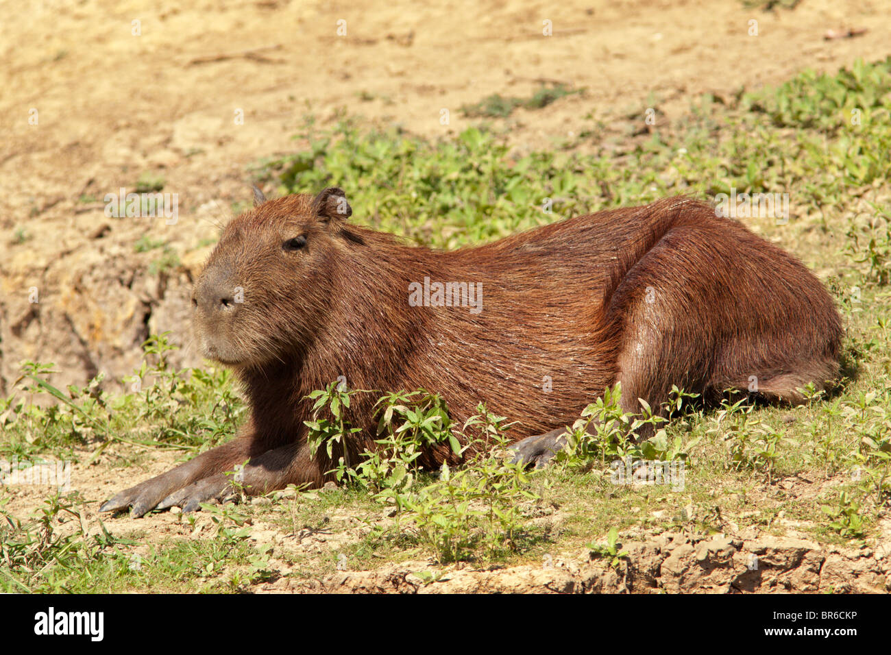 Capybara also capibara hi-res stock photography and images - Alamy